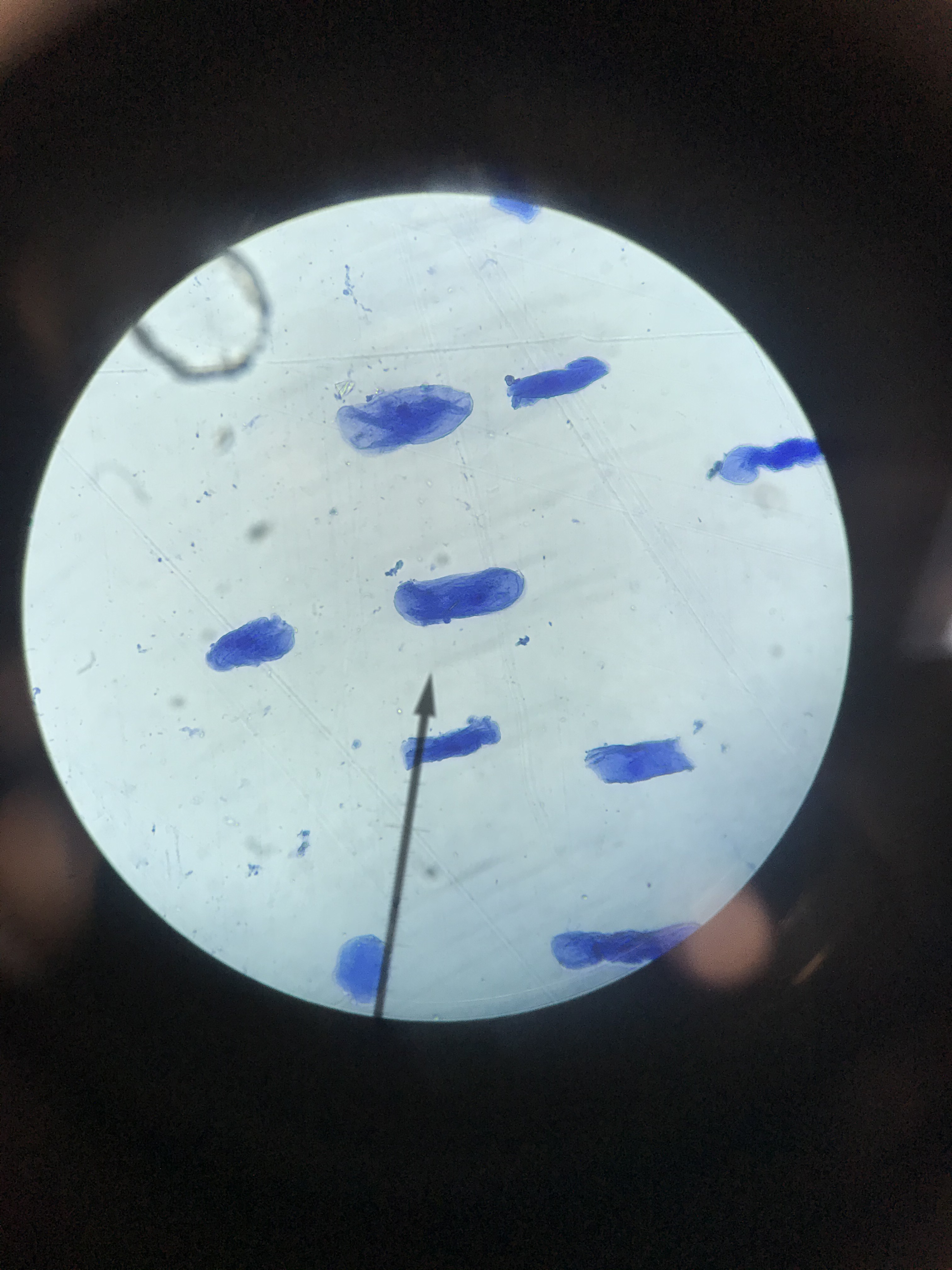 lab-cheek-cells-microscope-1 – How She Teaches