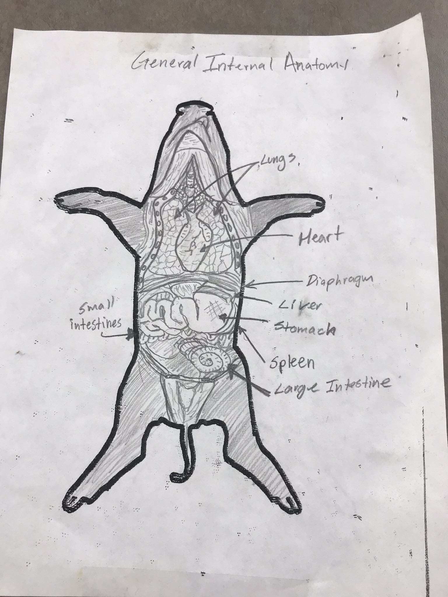 How She Teaches Body Systems – How She Teaches